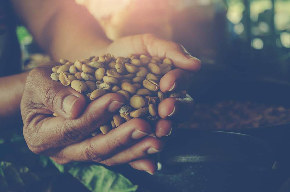 El Patron Coffee DWC-LLC